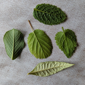 Make a Art Clay Silver Leaf Pendant | Cooksongold Blog